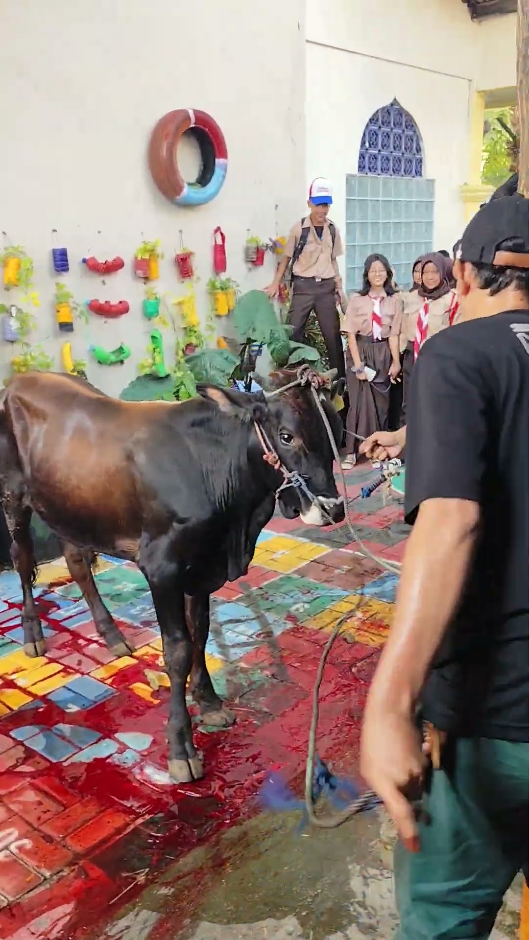 SAPI GALAK DISMPN 271 JAKARTA - YouTube
