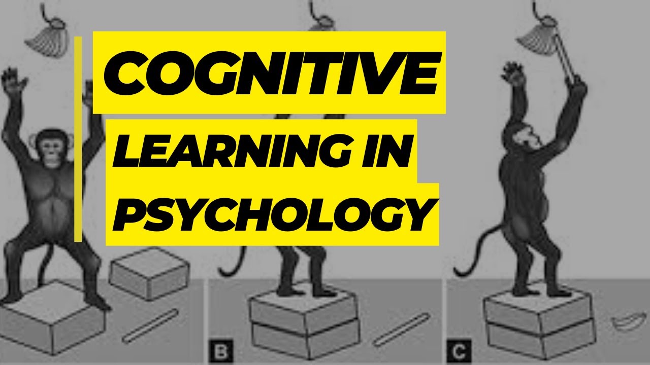 Cognitive Learning In Psychology Urdu Hindi wellnessbyfarah cognitive-learning-in-psychology-urdu-hindi-wellnessbyfarah