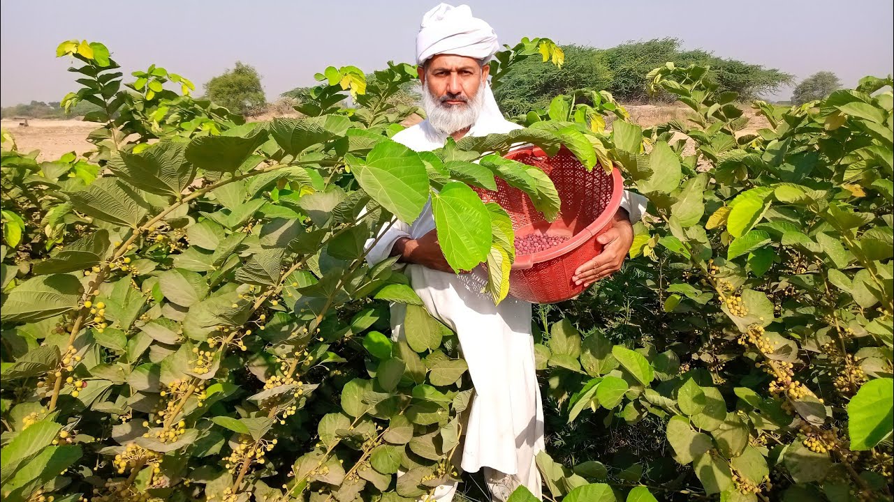 Falsa farming & harvesting | complete guide | falsa tree | by haqnawaz ...