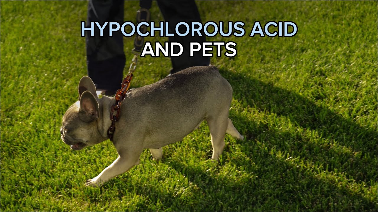 HYPOCHLOROUS ACID AND PETS | Healthy Hydration - YouTube