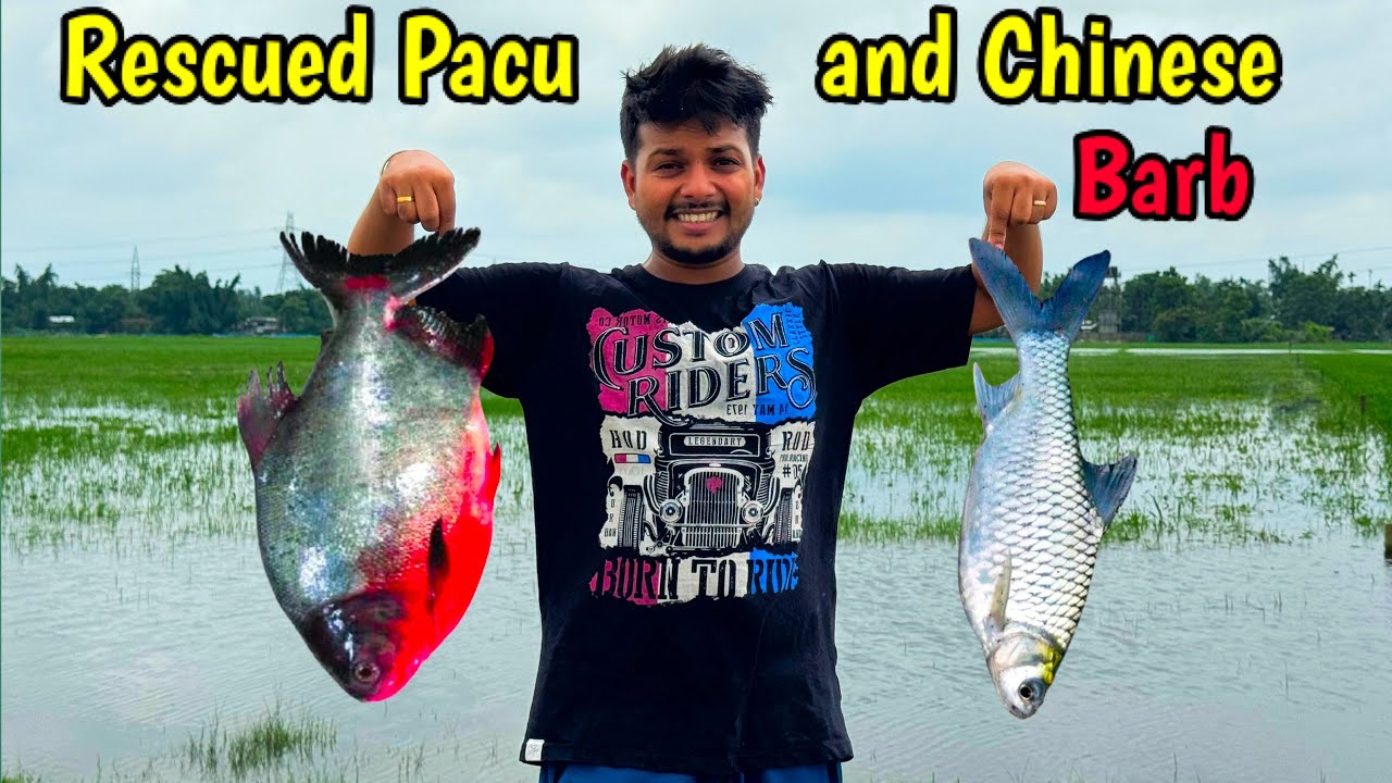 Pacu Fish Rescue Mission accomplished successfully!! 🥰 ️ | Fishing in ...