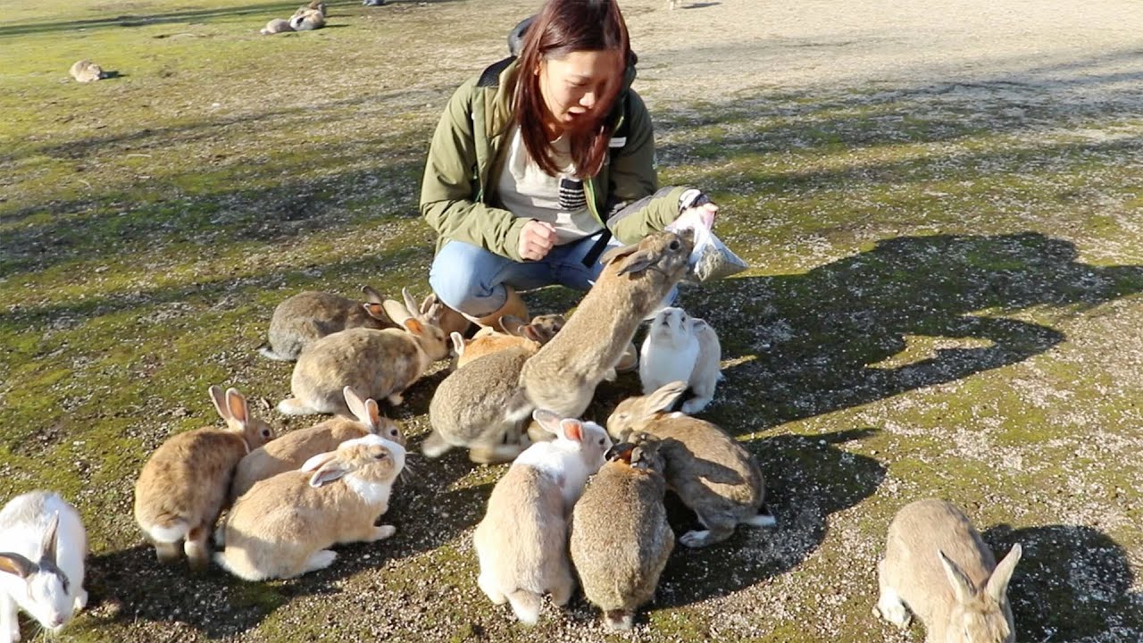 Feeding Bunnies on Japan's Rabbit Island - YouTube