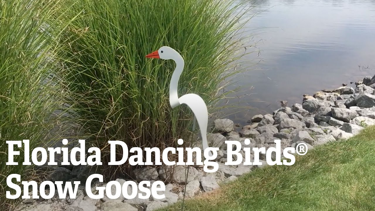 Florida Dancing Birds®, Snow Goose - YouTube