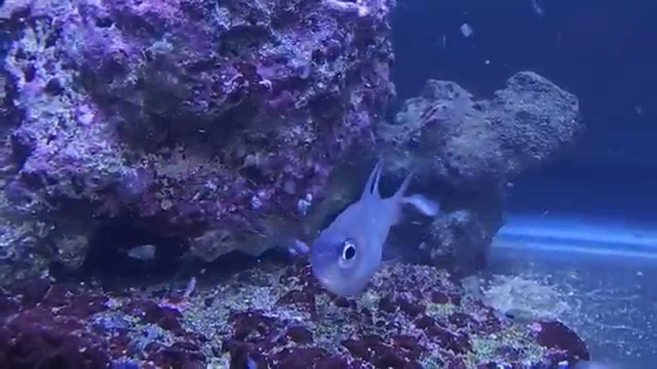 Sick Longspine Cardinal - YouTube