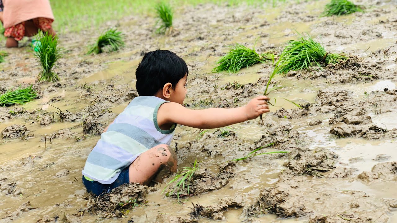 Paddy Plantation||Rice Planting||Baby Enjoy on Nepali Ropai||Fun on Mud ...