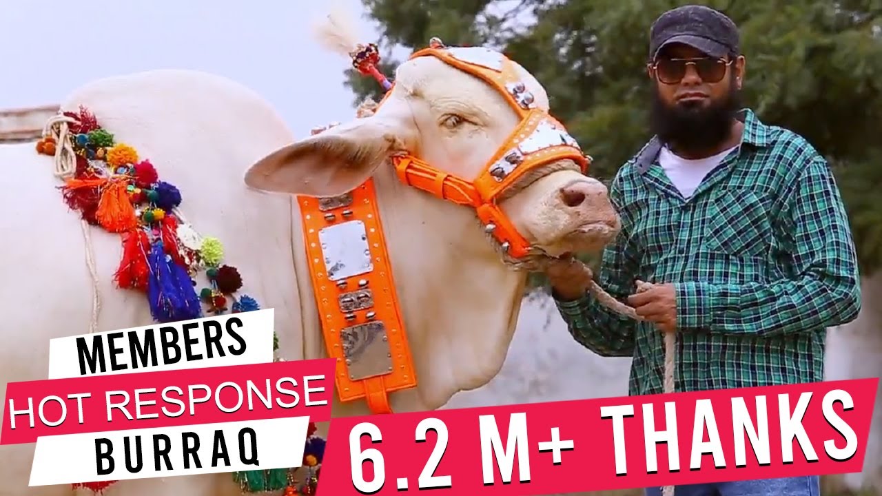 Burraq I Dil Pasand Cattle Farm 2017 I MA SHA ALLAH I Amazing Beauty I ...