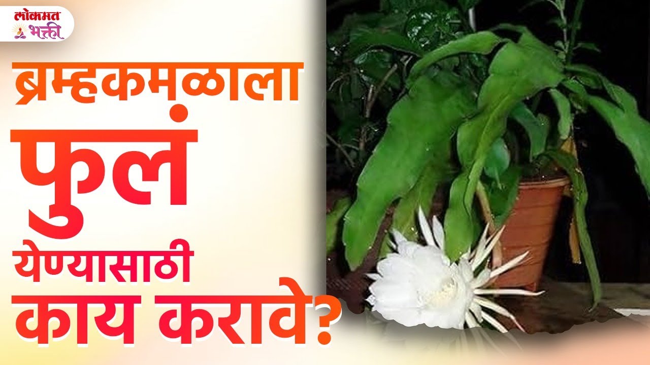 Brahma Kamal Phool Yenyasathi Kay Karave | KA3 | # ...