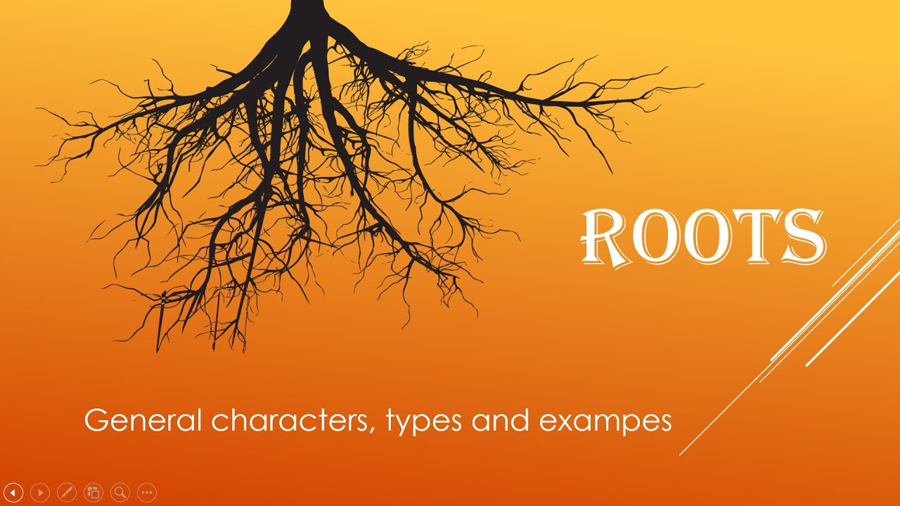 Roots, general characters, types, examples - YouTube