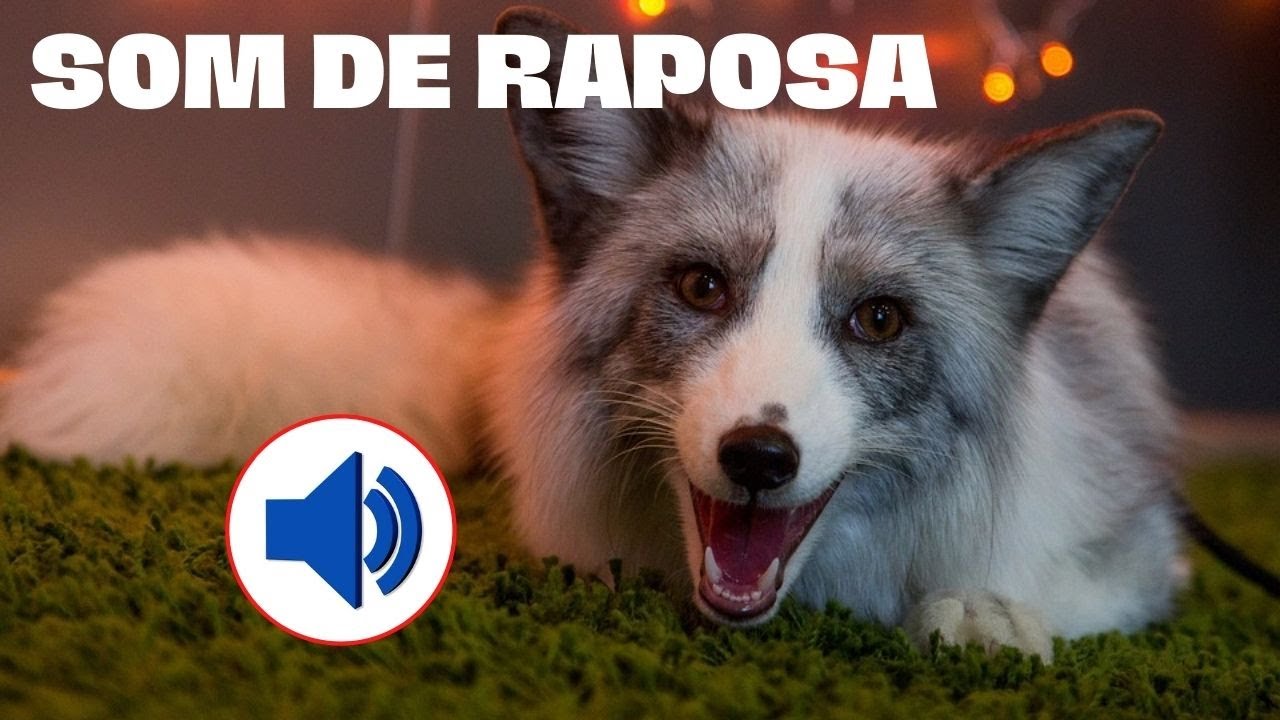 Som de Raposa Vermelha Gritando - Sound Effects - YouTube