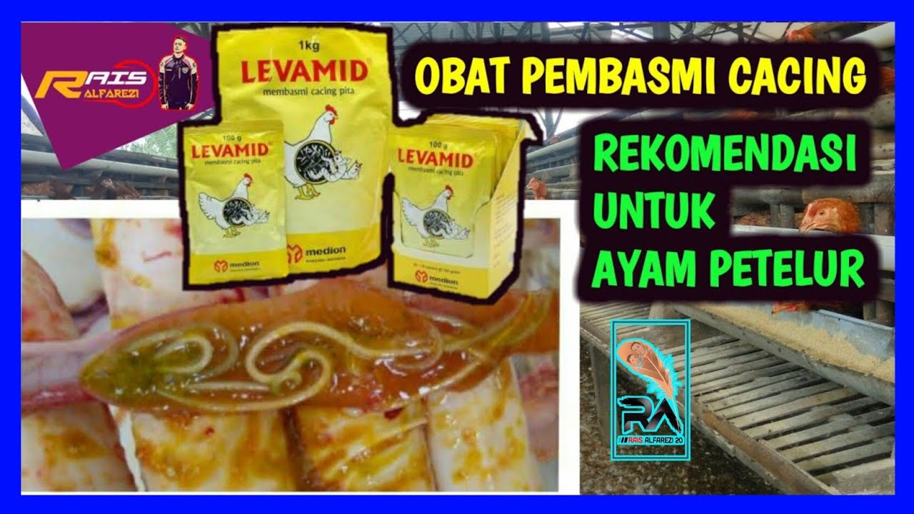 CARA PEMBERIAN OBAT CACING AYAM PETELUR Untuk Membasmi Cacing Pita ...