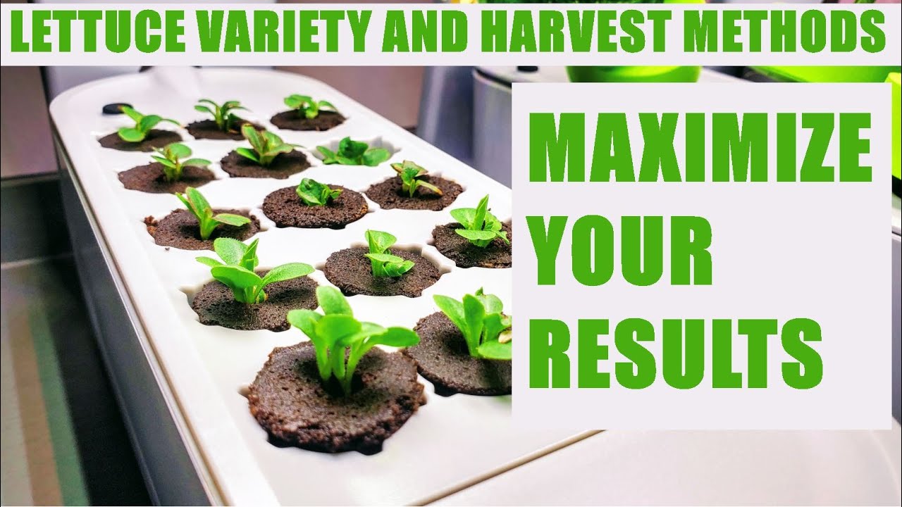 LETTUCE BEST VARIETY AND MAXIMUM HARVESTS - YouTube