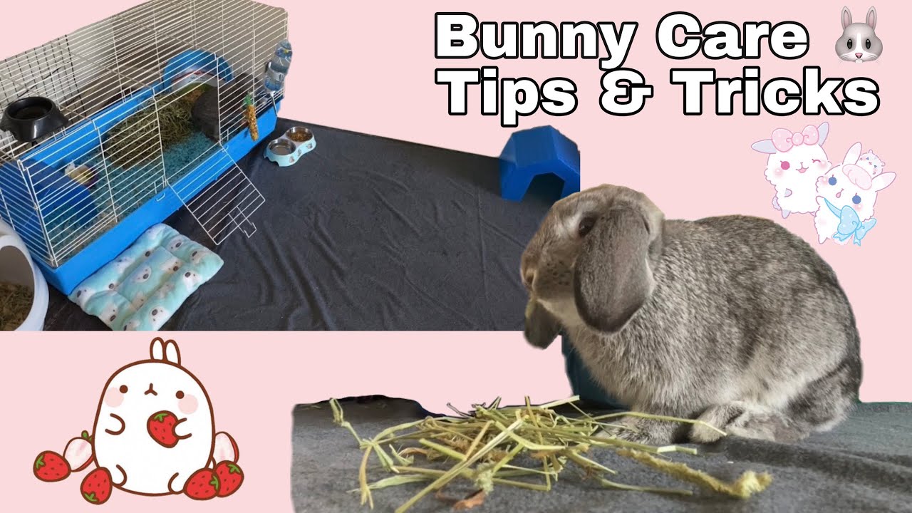 My NEW bunny!! Things you need when you get your First Rabbit/How to ...