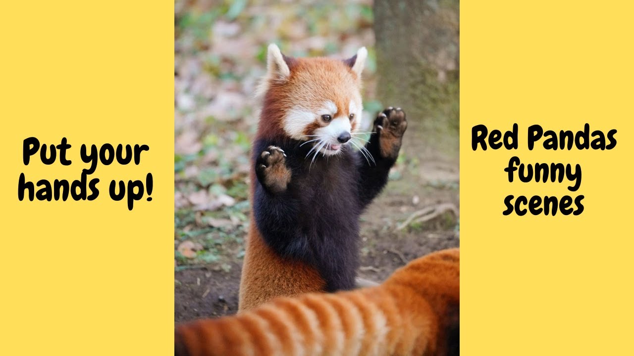 🐼 Red Pandas Put hands up funny scenes 🙌🏼 A truly magnificent sight to ...