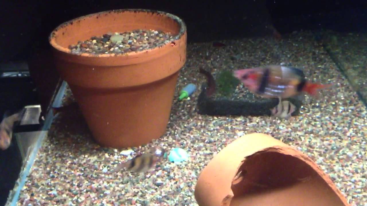 Pethia bandula - YouTube