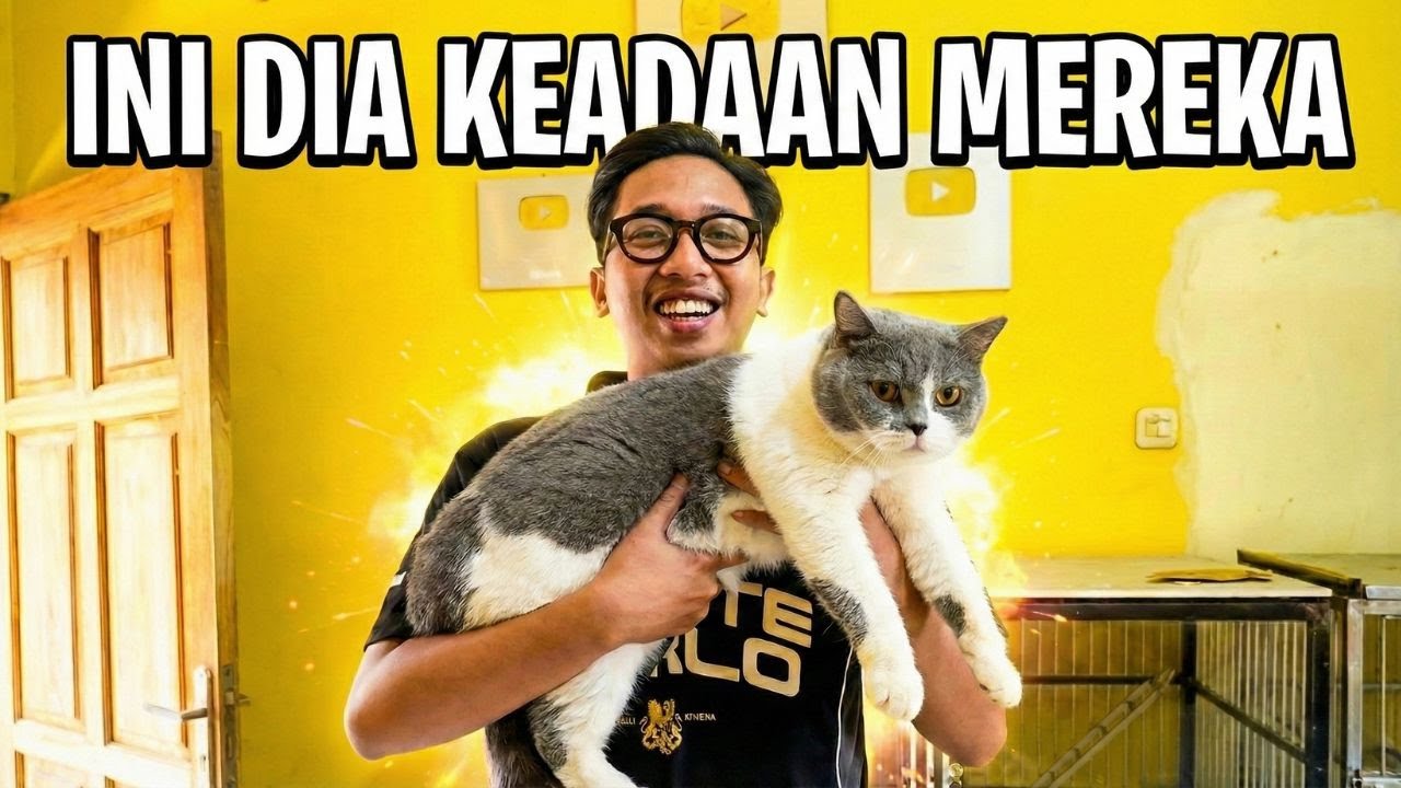 INI DIA KEADAAN KUCING KUCING KU - YouTube