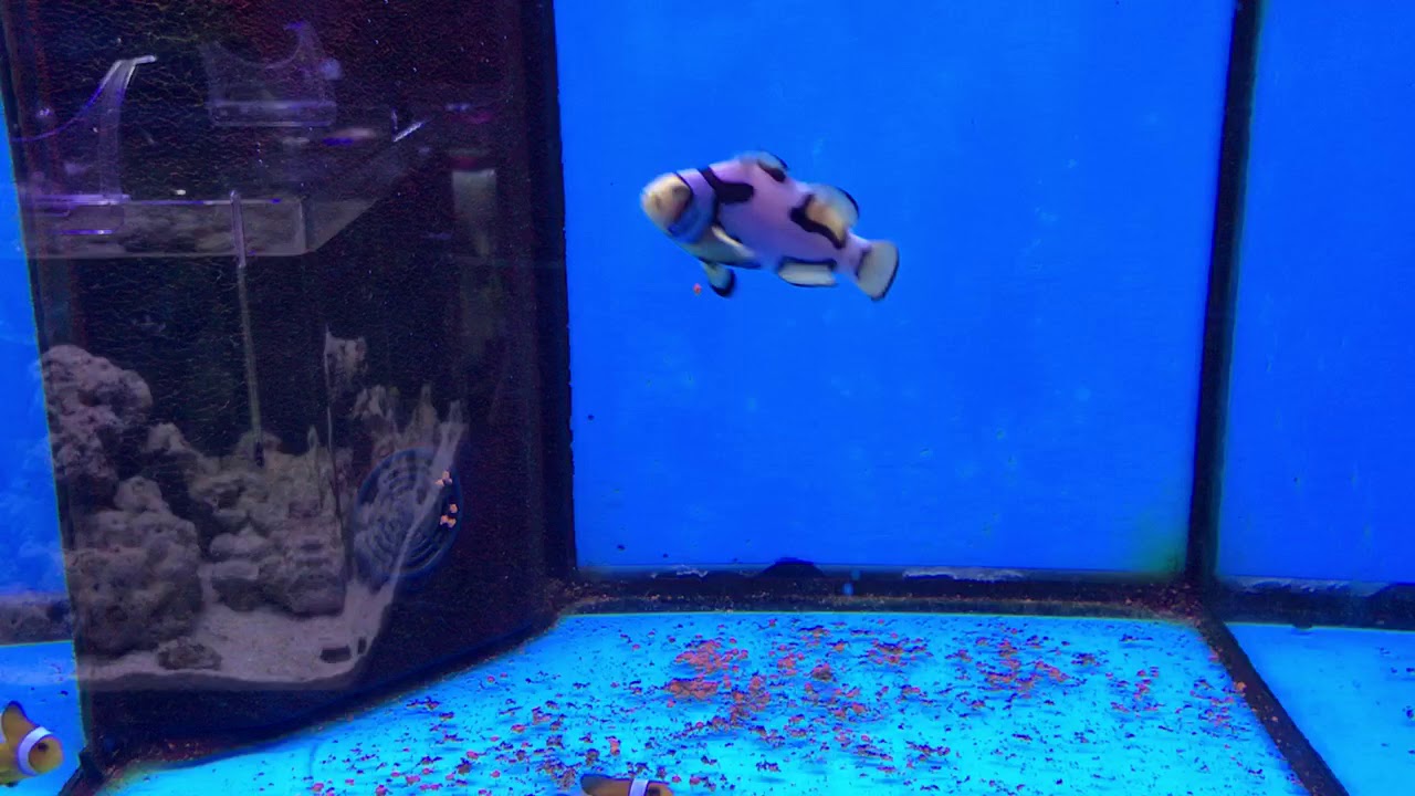 So kawaii - Nemo - YouTube
