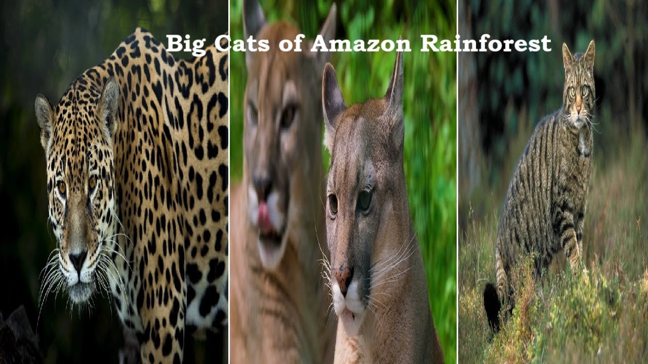 Big Cats of Amazon Rainforest #wildlife #animals #bigcat - YouTube