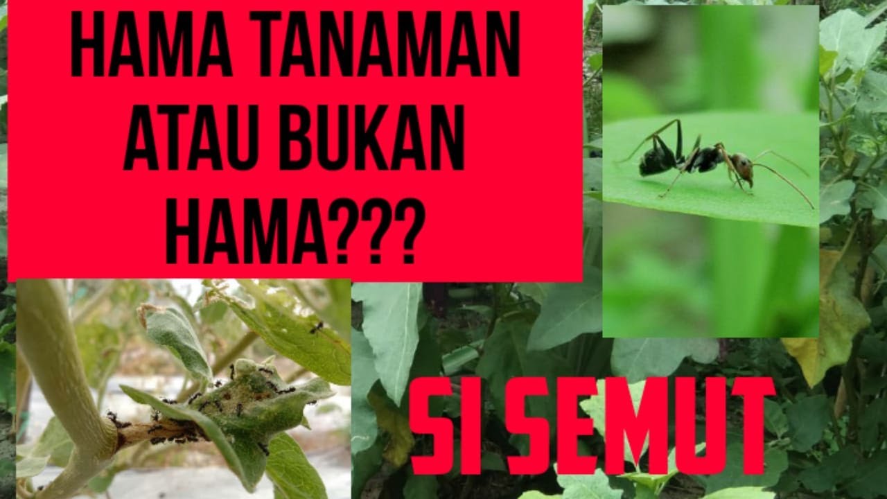 Apakah Semut Hama Atau Bukan Bagi Tanaman??? - YouTube