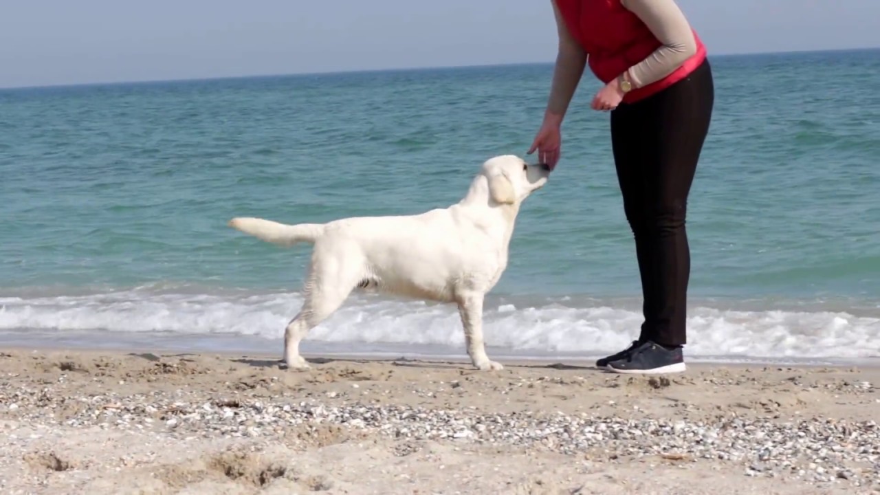 Junior Prince of Wales Garish Style / Kennel GARISH STYLE / 12,5 months ...