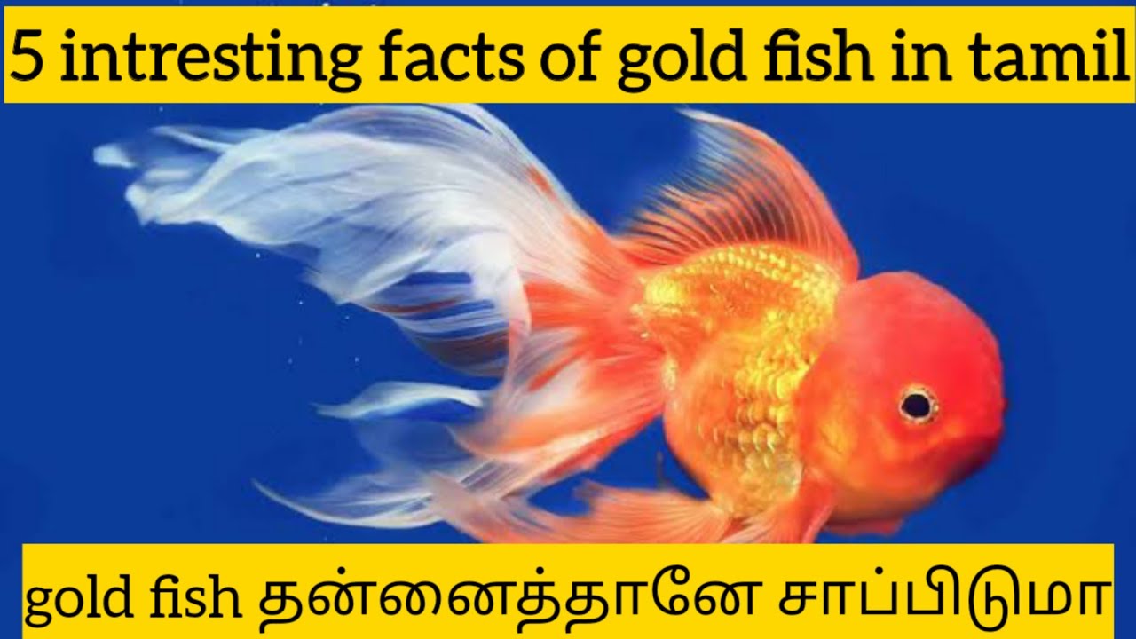 5 intresting facts of glod fish in tamil | gold fish பற்றிய 5 ...