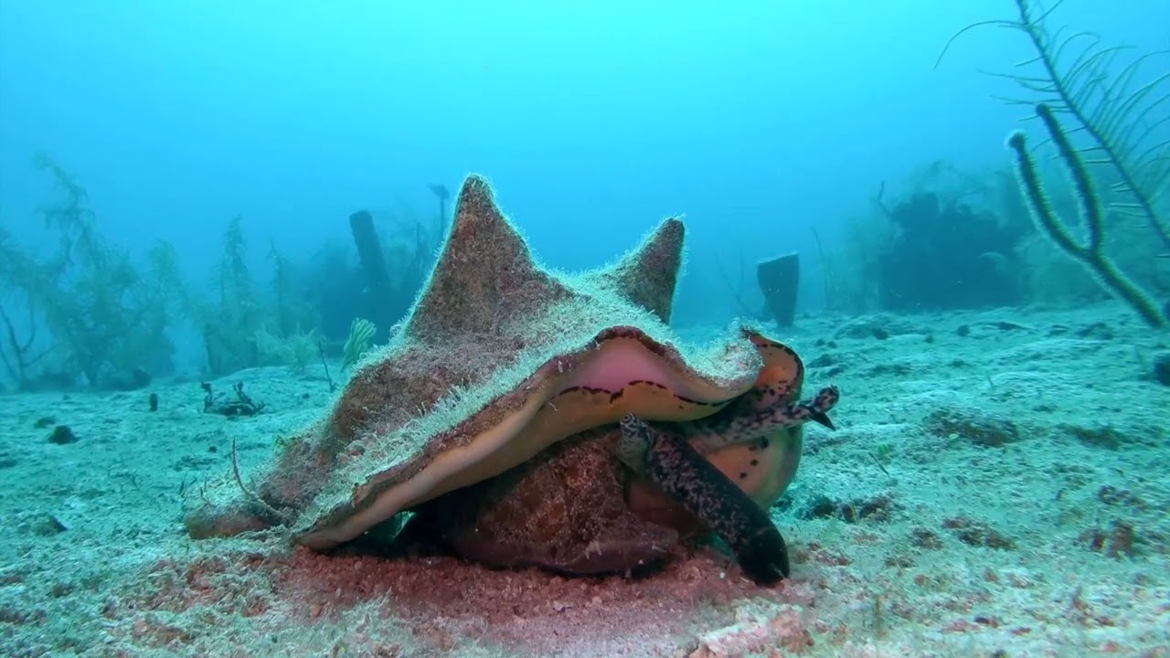 Conch (Belize) - YouTube