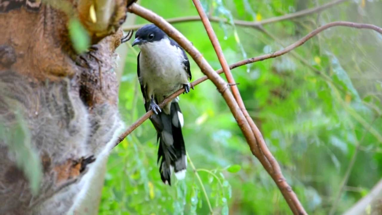 Jacobin Cuckoo eating hairy caterpillar. - YouTube