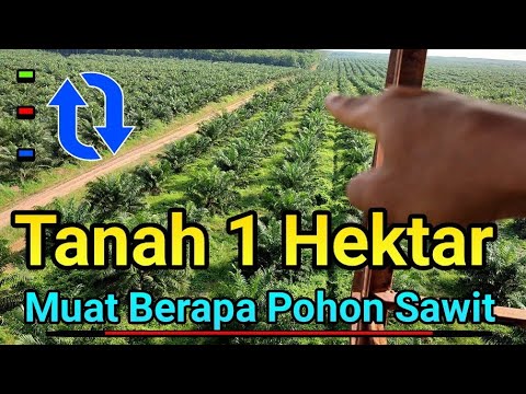tanah 1 hektar berapa isi pohon sawit - YouTube