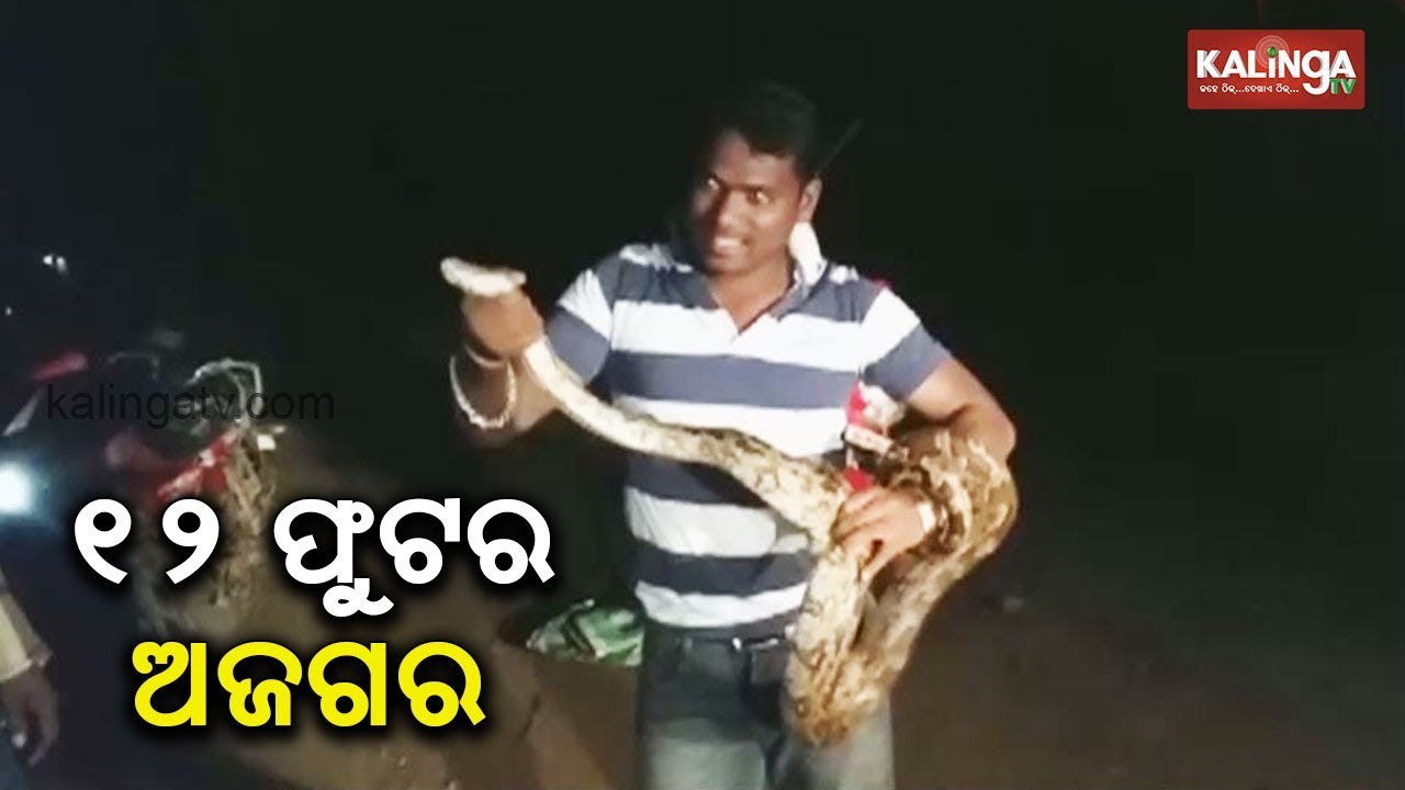 Watch: 12-foot long Python rescued from Baunsakana village of Bhuban ...