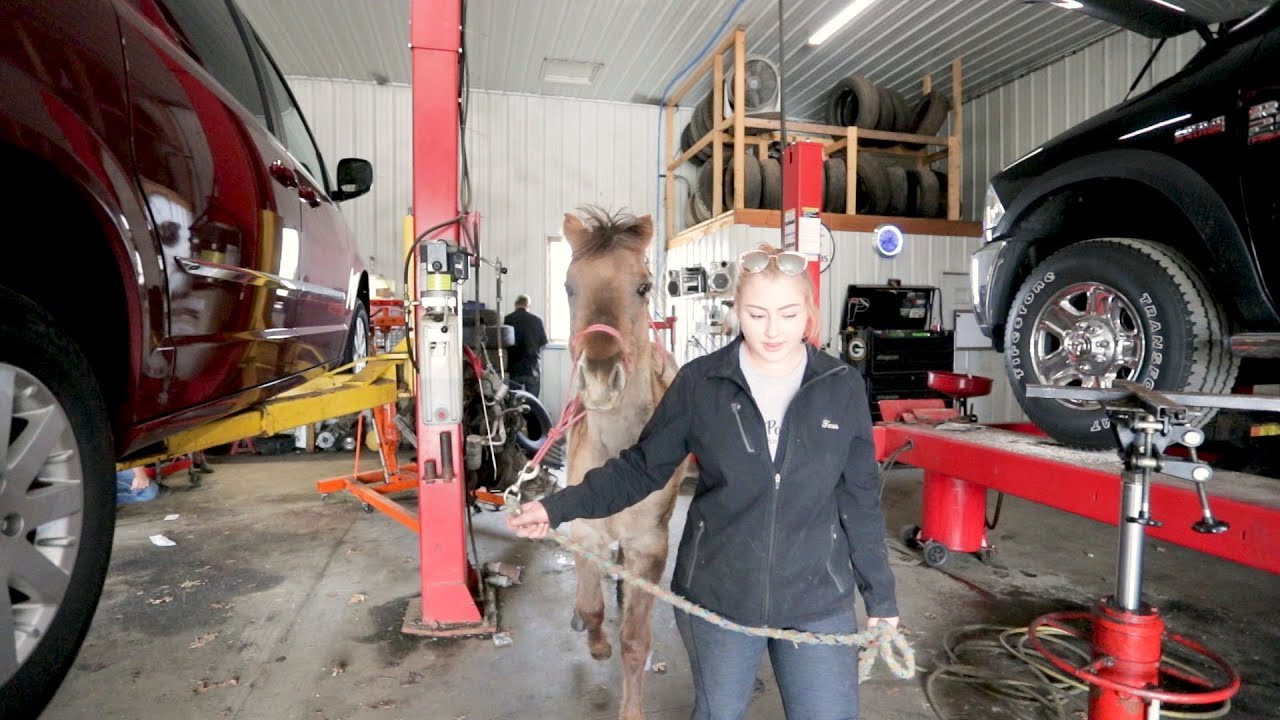 Horse Rescue Heroes: Episode 2 - Meet Pony Tales - YouTube