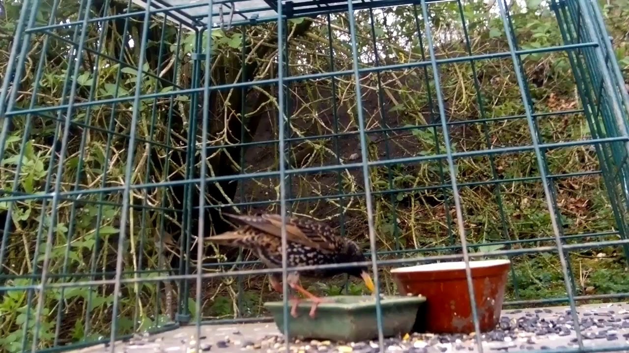 More Live Nature, Live Stream - YouTube