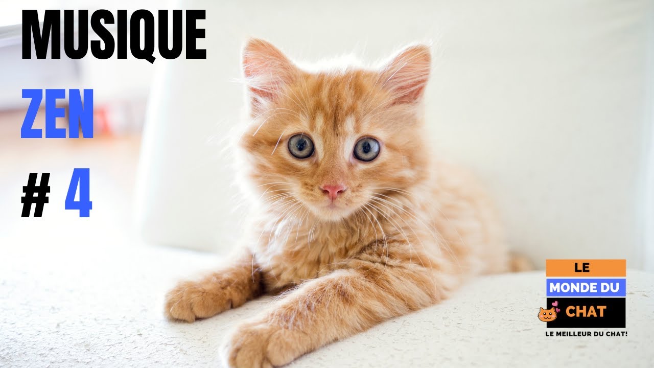 MUSIQUE RELAXANTE POUR CHATON - YouTube