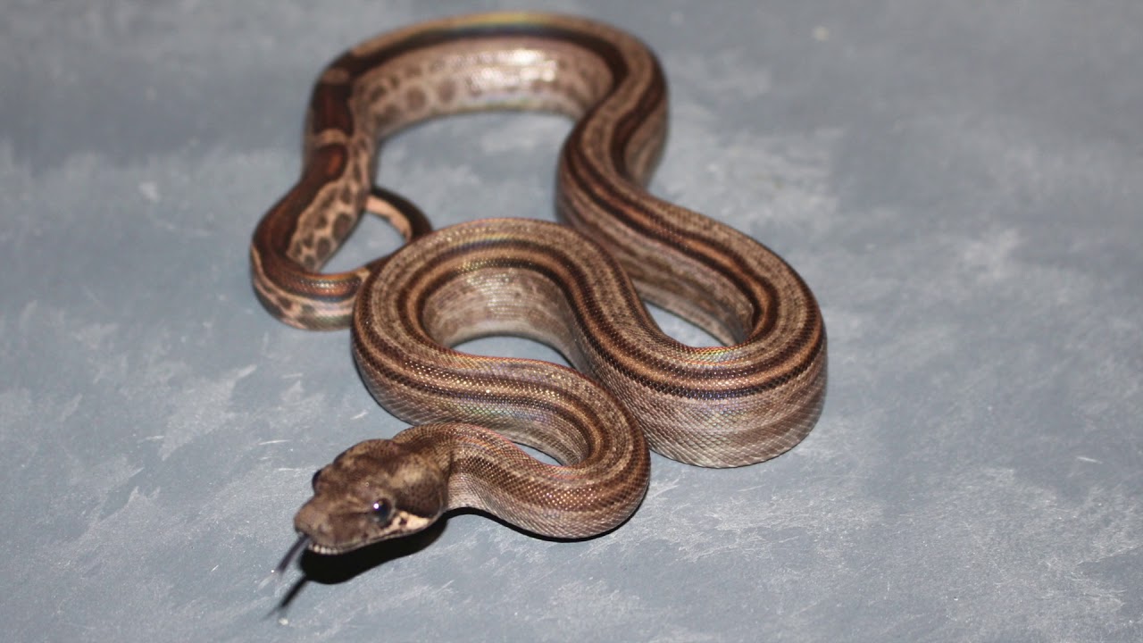 Eclipse Boa Litter - YouTube