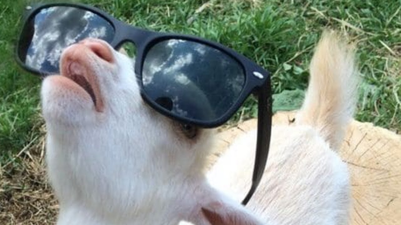 🐐🤣 Funny goats. See what frightened goats are doing.#1🐐🤣 - YouTube