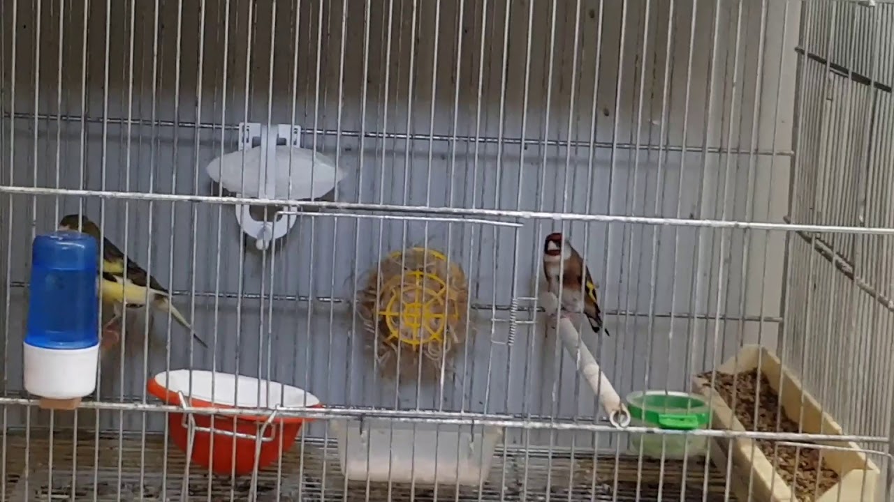 Parenje , Goldfinch,Stiglic,Grdelin, Stieglitz, Chardonneret , El ...