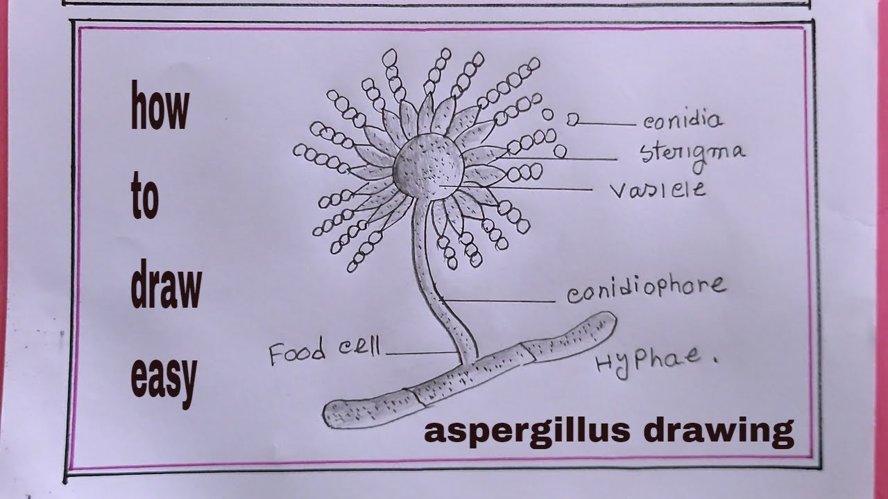 how to draw aspergillus easy/draw aspergillus diagram - YouTube