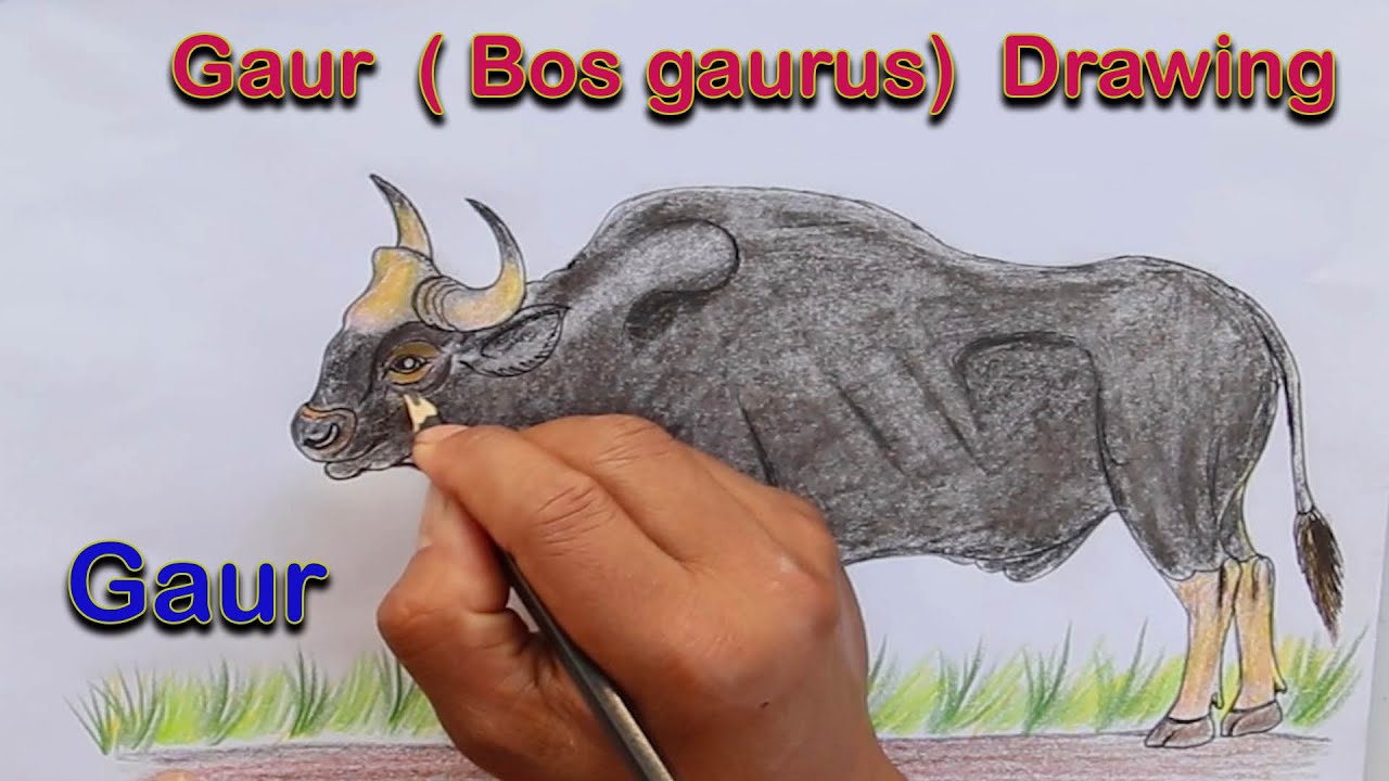 How to draw a Gaur ( BOS SAURUS ) - YouTube