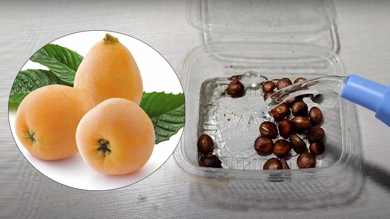 How to Grow Loquat fruit seeds (Eriobotrya japonica) - YouTube