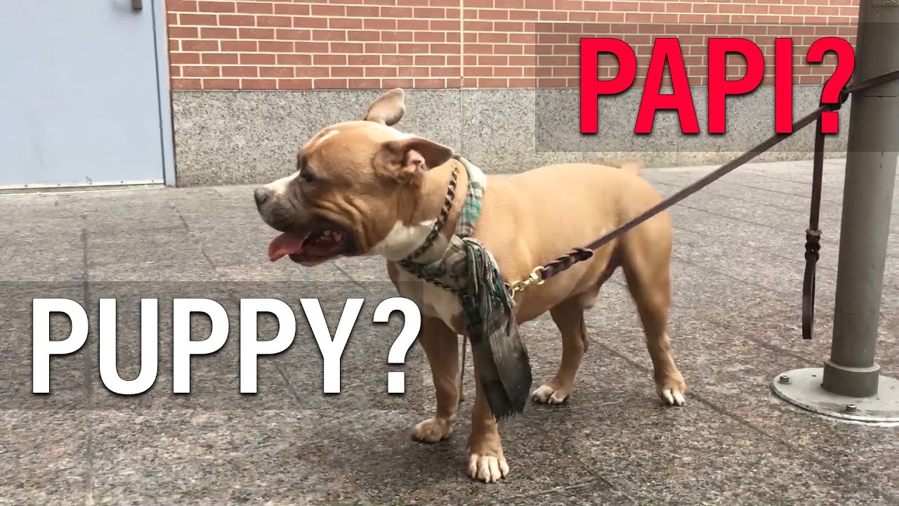 Wife says Puppy, I say Papi. Anyway, it is a gorgeous and happy dog ...