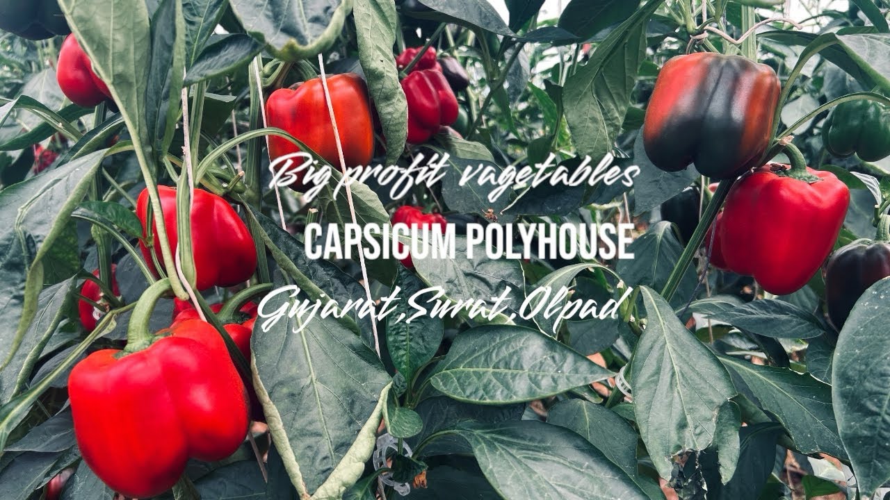 Coloured capsicum farming#capsicum #capsicum usa#farming#capsicum india ...