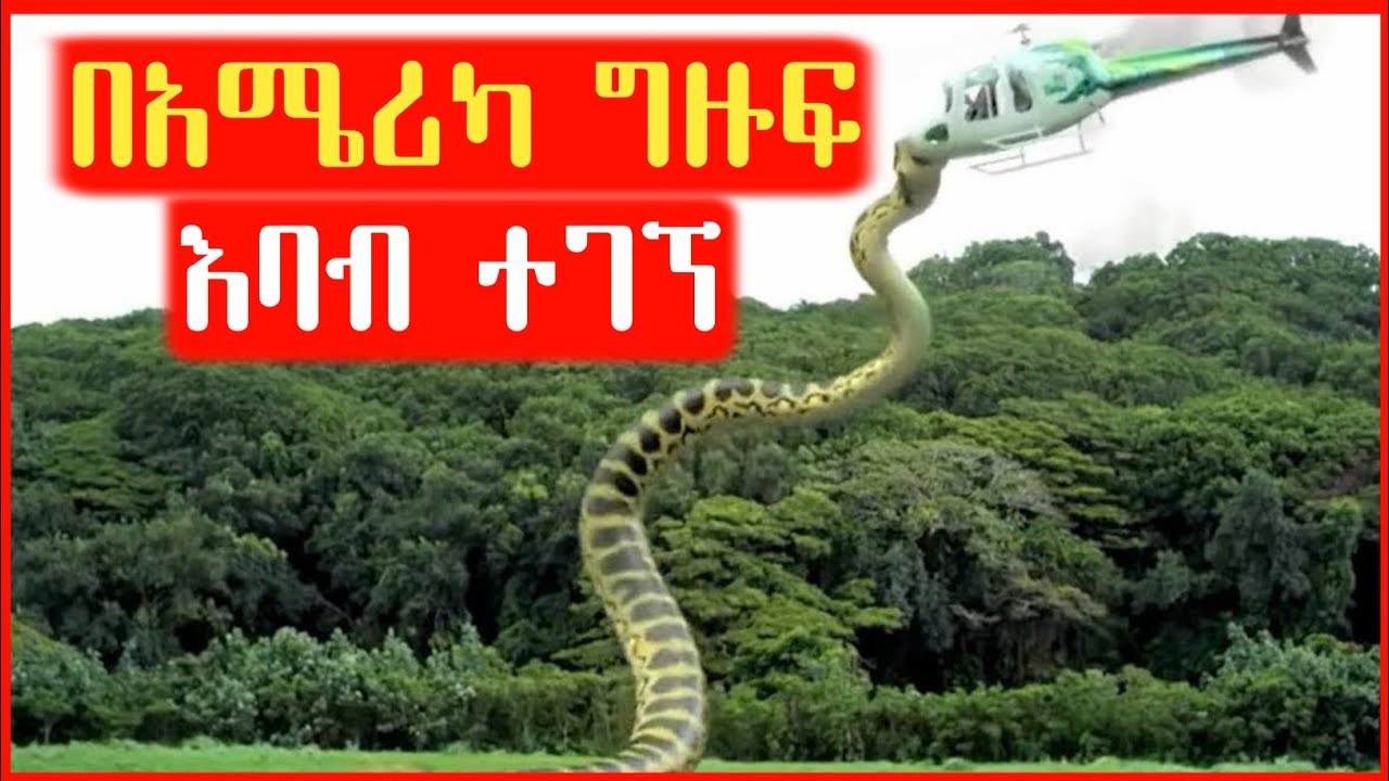 🔴 በአሜሪካ ታይቶ የማይታወቅ ግዙፍ እባብ ተገኘ|Film wedaj | mert film - ምርጥ ፊልም ...