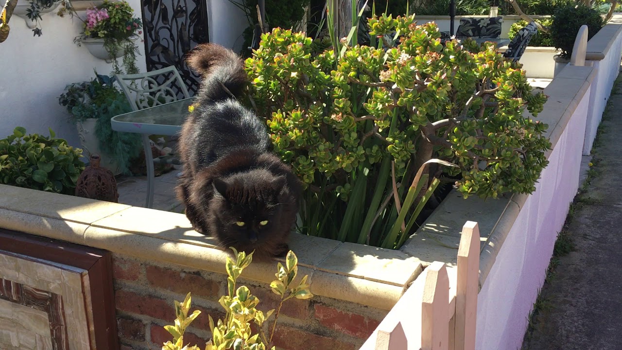 Balboa Cat 3 of 3 - YouTube