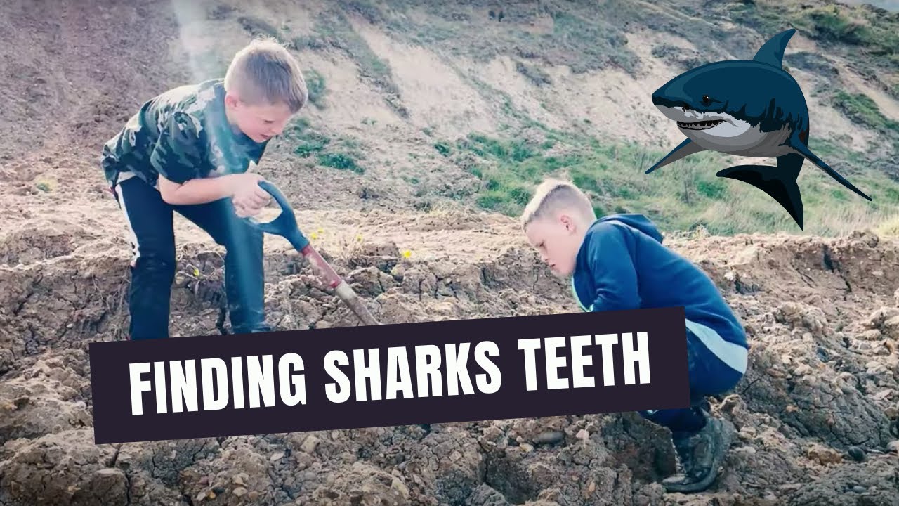 🦈 Uncover the Hidden Treasures: A Beginner's Guide to Finding Sharks ...