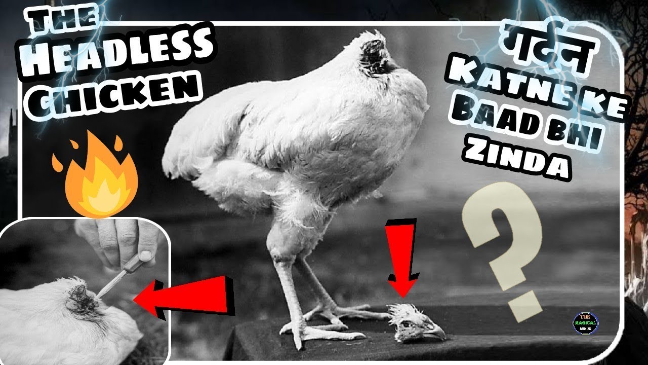 Mike The Headless Chicken | Headless Chicken | Headless Chicken Story ...