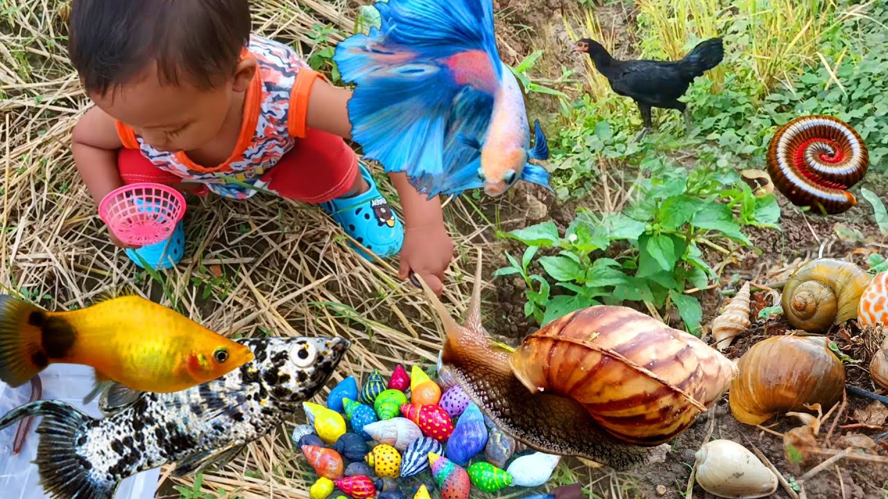 Petualangan Mencari Ikan Hias, Keong, Luwing Kaki Seribu, dan Bekicot ...