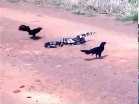 Yılan vs Karga