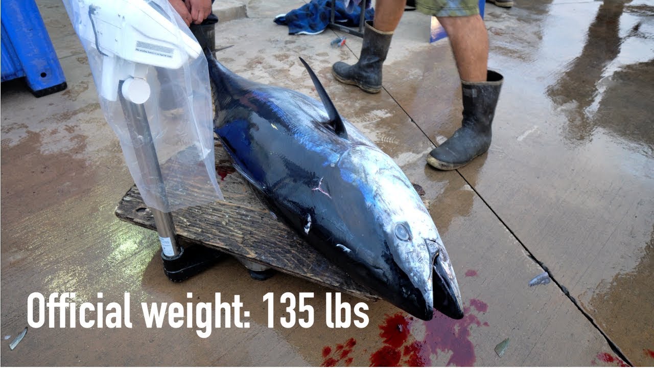 Bluefin Tuna Report - 135lb CAUGHT - Tomahawk - YouTube