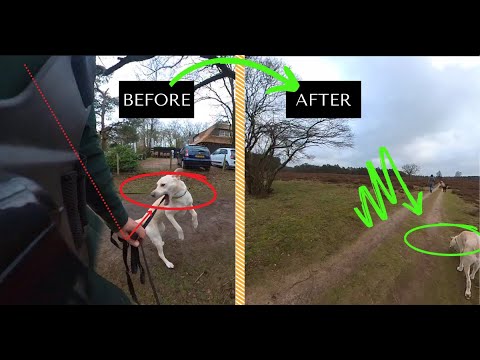 Het Effect Van Zoeken Bij Deze Gefrustreerde Uitvallende Hond - YouTube