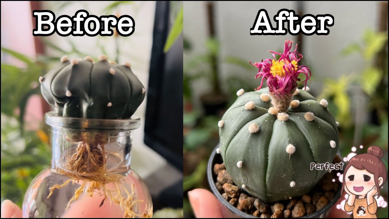 How to save shrinking / dehydrated Cactus with Water Therapy! - YouTube