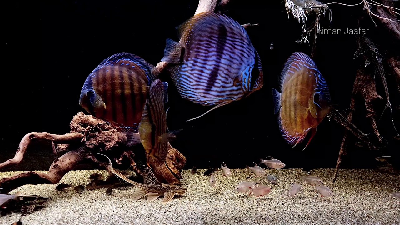 Amazon Biotope ( Wild Discus ) - YouTube