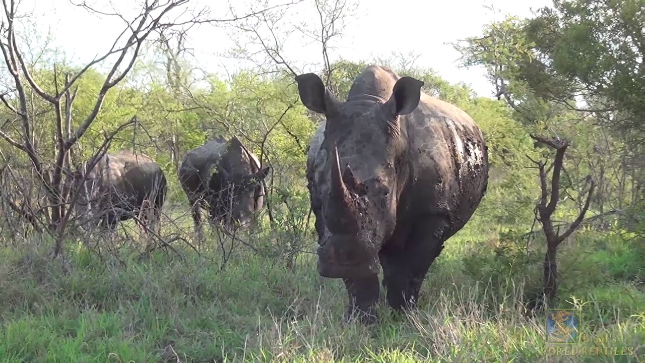 Close Encounter with a herd of White Rhinos - YouTube